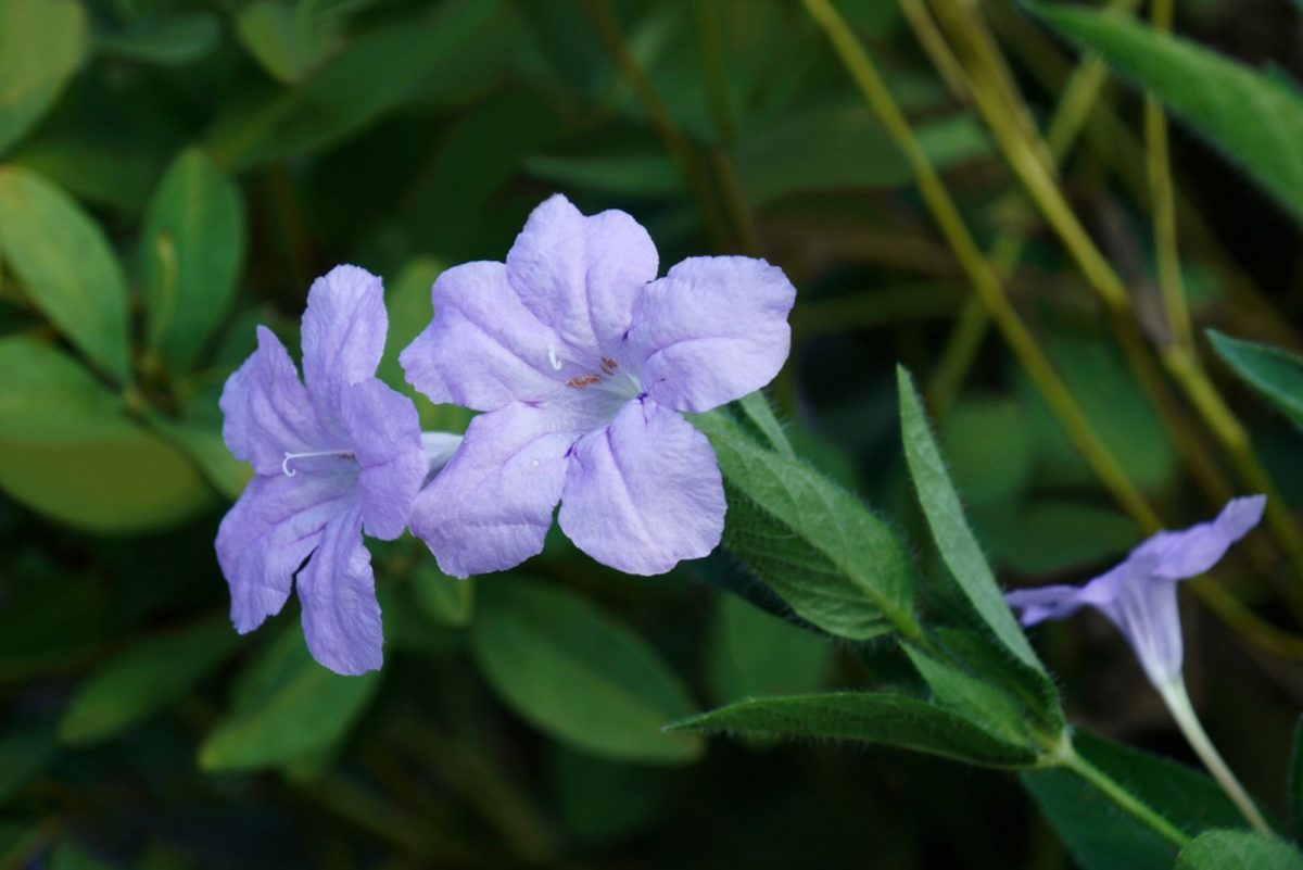 15 Iowa Native Plants That Can Spruce Up Your Garden