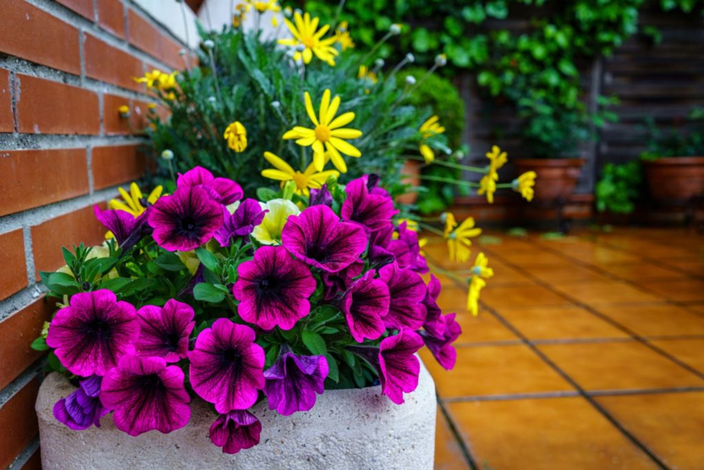 11 Eye-Catching Ideas For Landscaping With Petunias