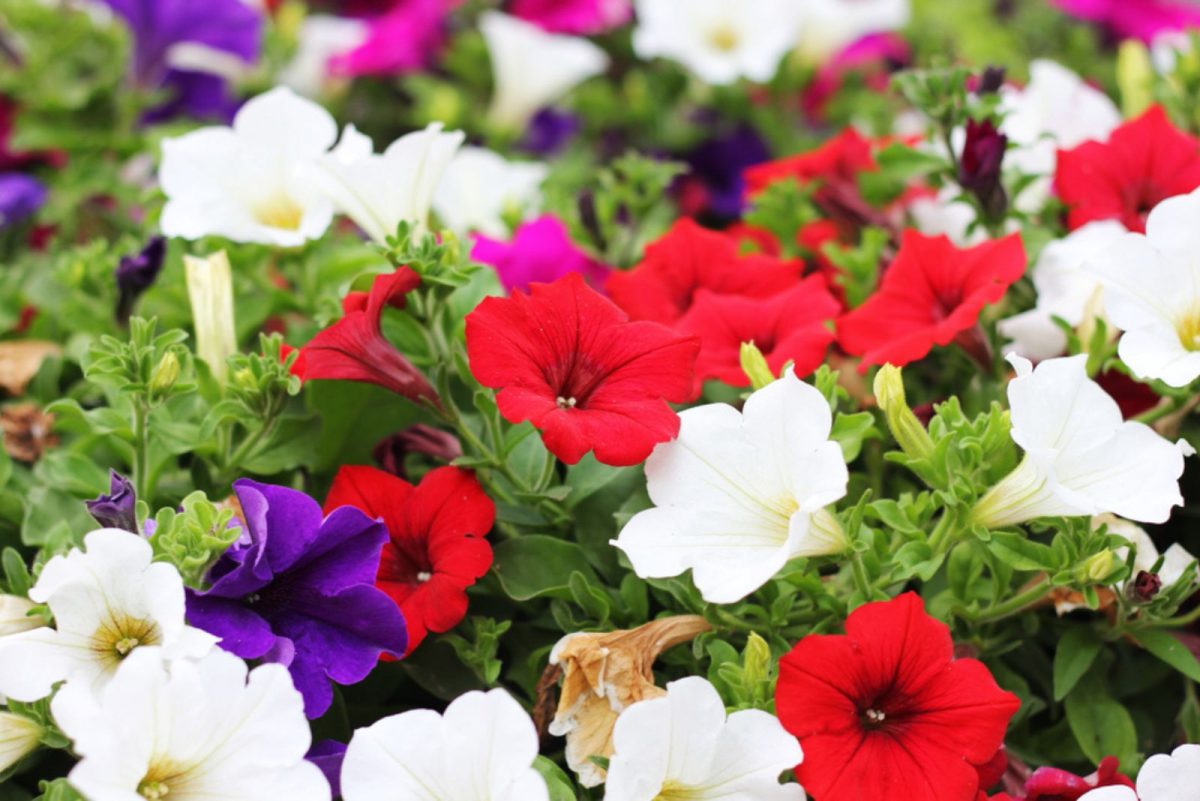 11 Eye-Catching Ideas For Landscaping With Petunias