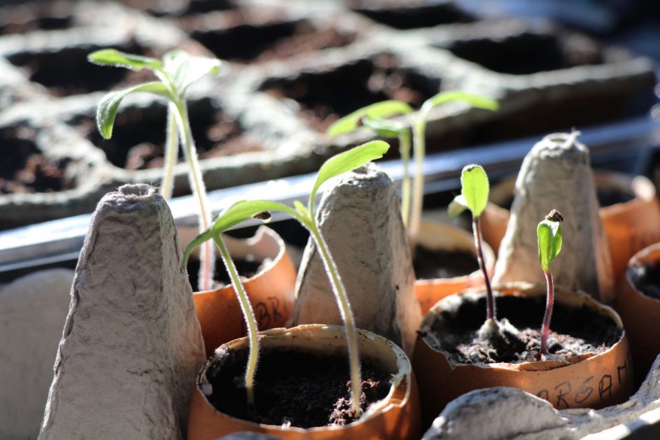 15 Ways To Use Eggshells Instead Of Throwing Them