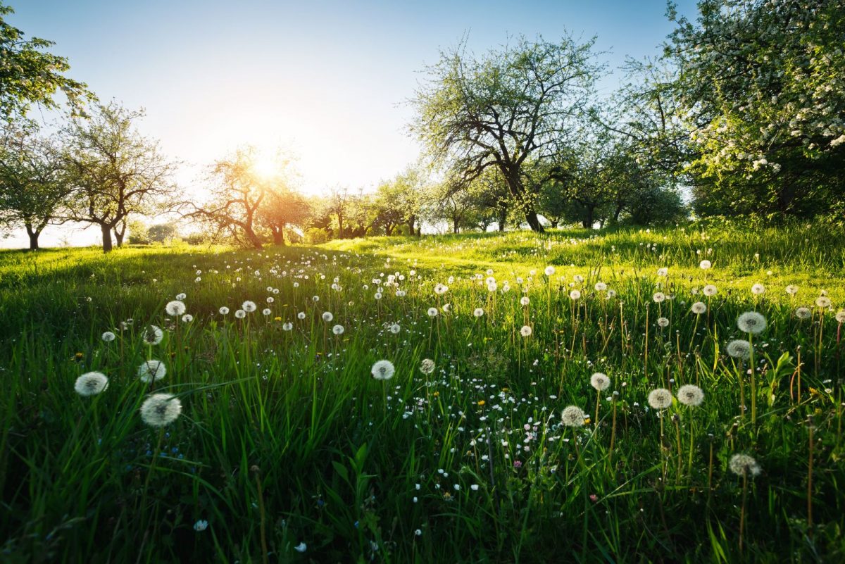 10 Woodland Shade Garden Ideas For Calming Retreats In The Shadows