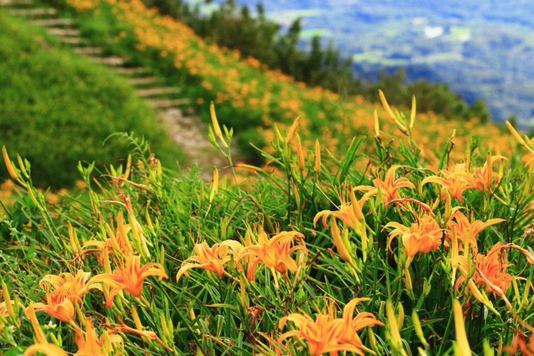 58 Colorful Plants And Flowers For A Stunning Garden Display