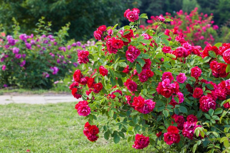 9 Captivating Ideas For Landscaping With Knock Out Roses