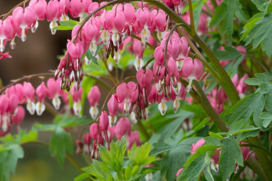 Unlocking The 7 Secrets Of Bleeding Heart Plant Care