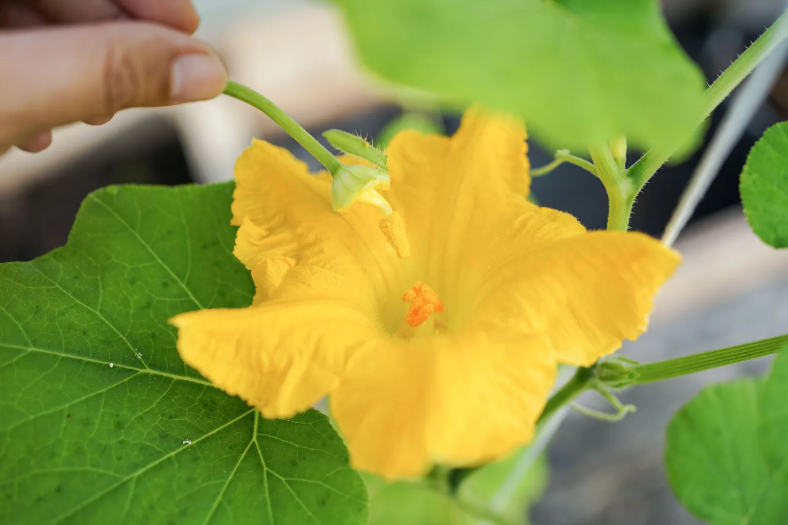 Maximize Your Yield By Hand Pollinating Fruits And Vegetables