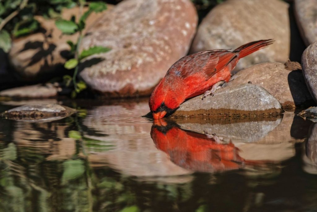 5 Tips for Attracting Cardinals To Your Backyard Haven