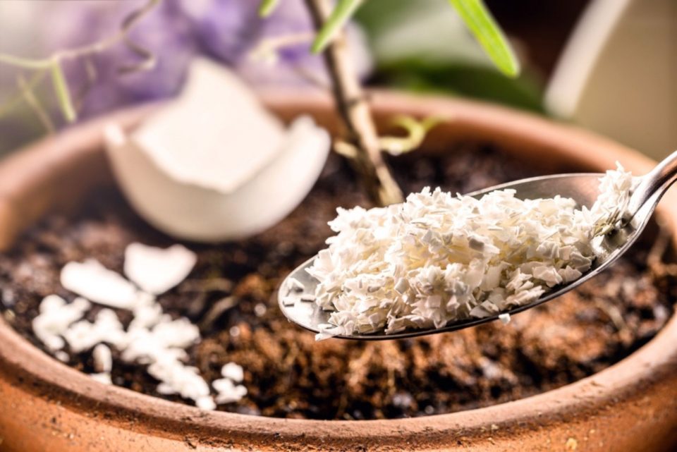 15 Ways To Use Eggshells Instead Of Throwing Them