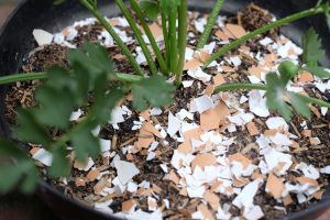 15 Ways To Use Eggshells Instead Of Throwing Them
