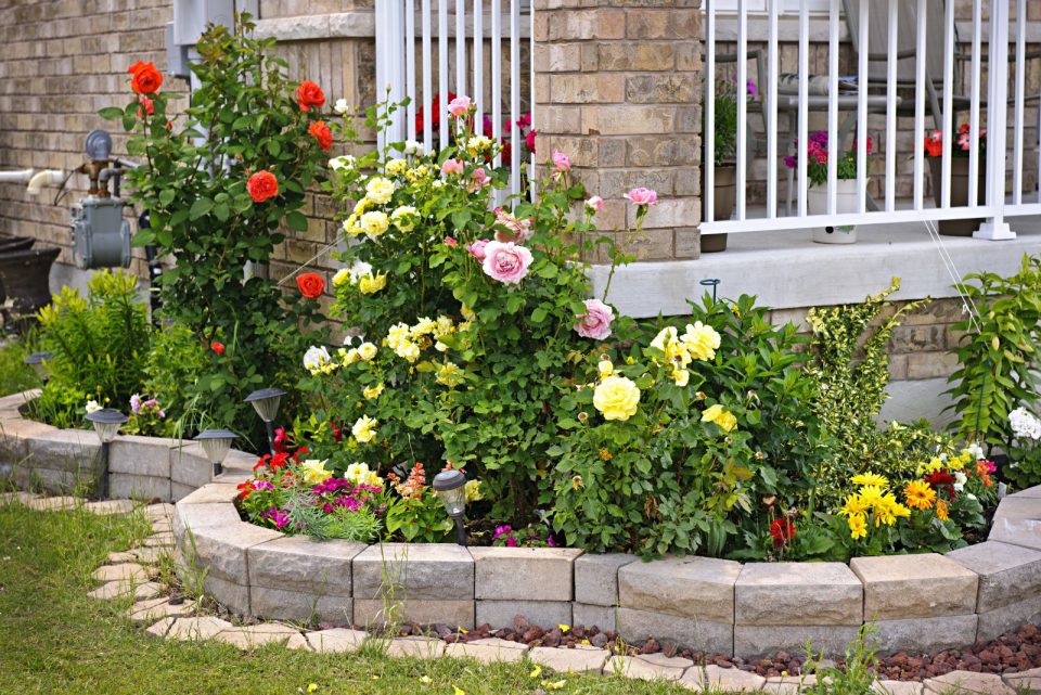 9 Captivating Ideas For Landscaping With Knock Out Roses