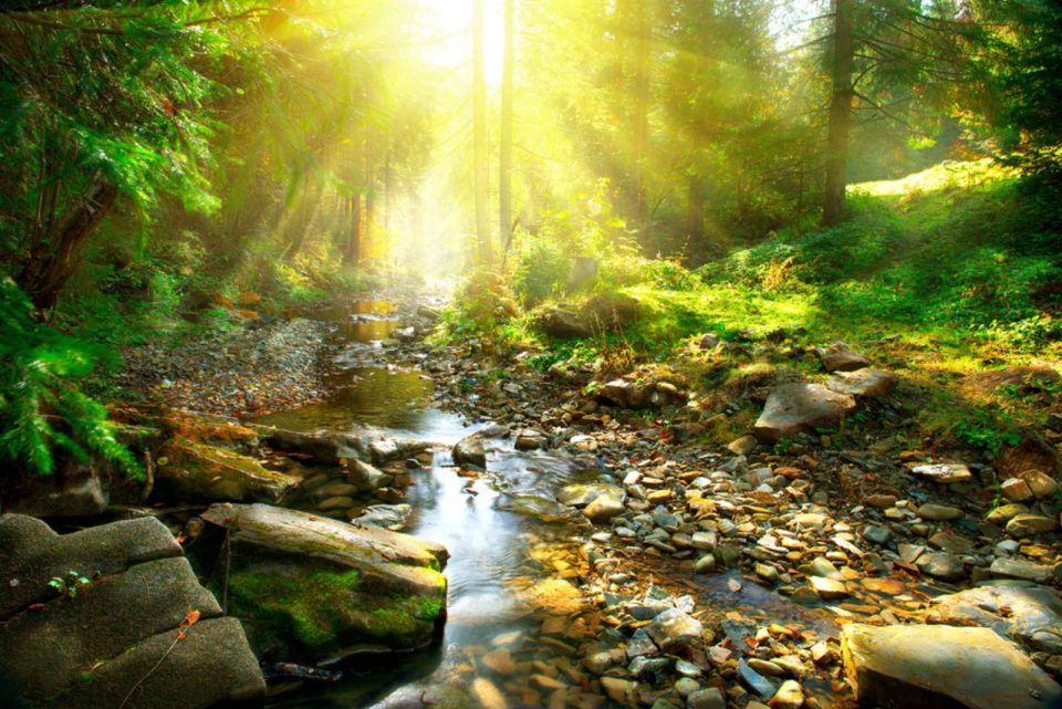 10 Woodland Shade Garden Ideas For Calming Retreats In The Shadows