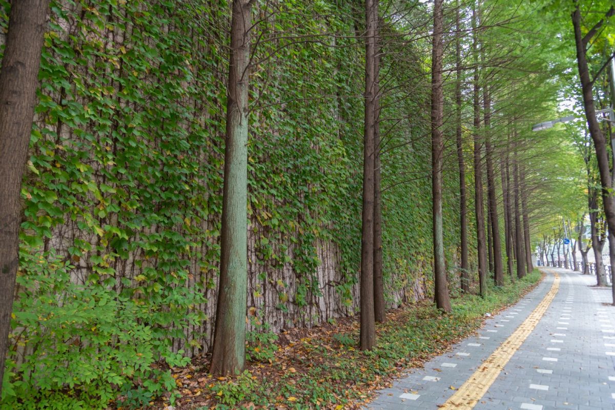 10 Woodland Shade Garden Ideas For Calming Retreats In The Shadows