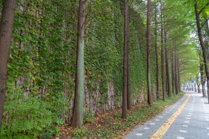 10 Woodland Shade Garden Ideas For Calming Retreats In The Shadows