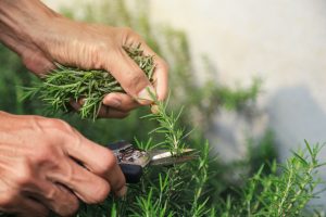 Prune Your Rosemary Like A Pro With These Expert Tips