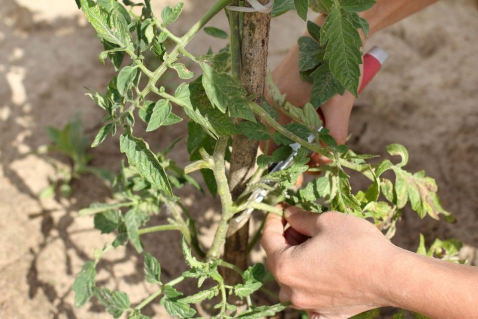 How To Prune Tomato Plants To Increase Your Harvest