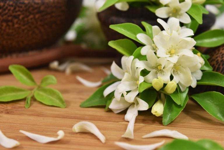 14 Bedroom Plants That Improve Sleep Quality And Treat Insomnia