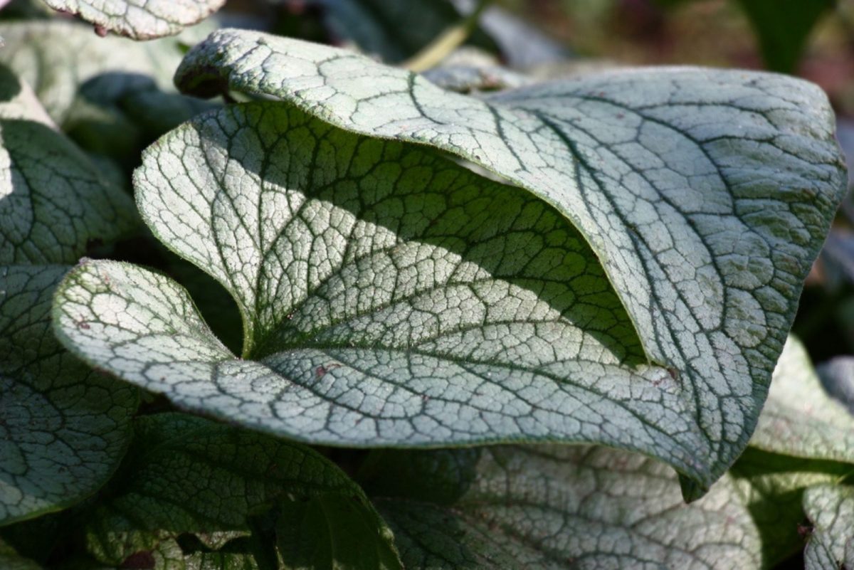 Check Out These Plants That Will Survive The Summer Heat