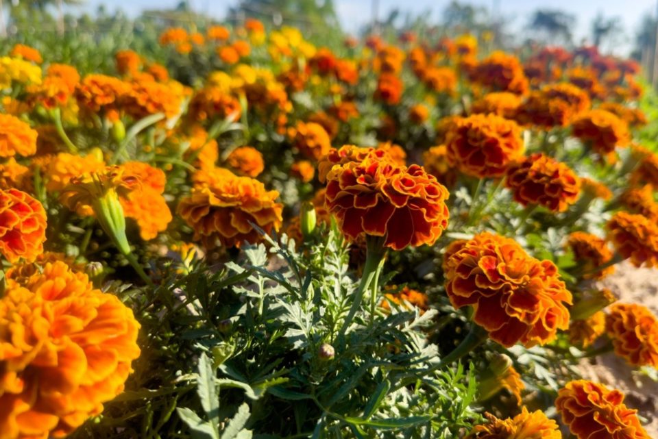 15 Reasons To Plants Marigolds In Your Vegetable Garden