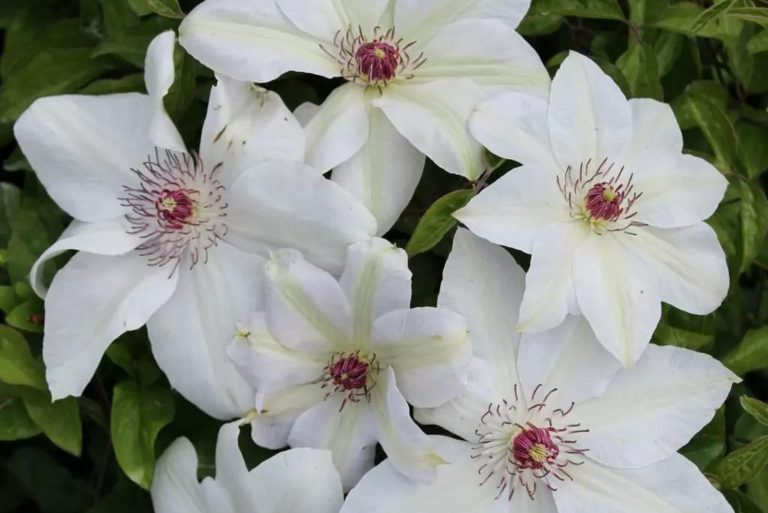 5 Helpful Tips For Growing Clematis In Pots Successfully