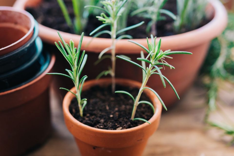 How To Propagate Lavender From Cuttings In 6 Easy Steps