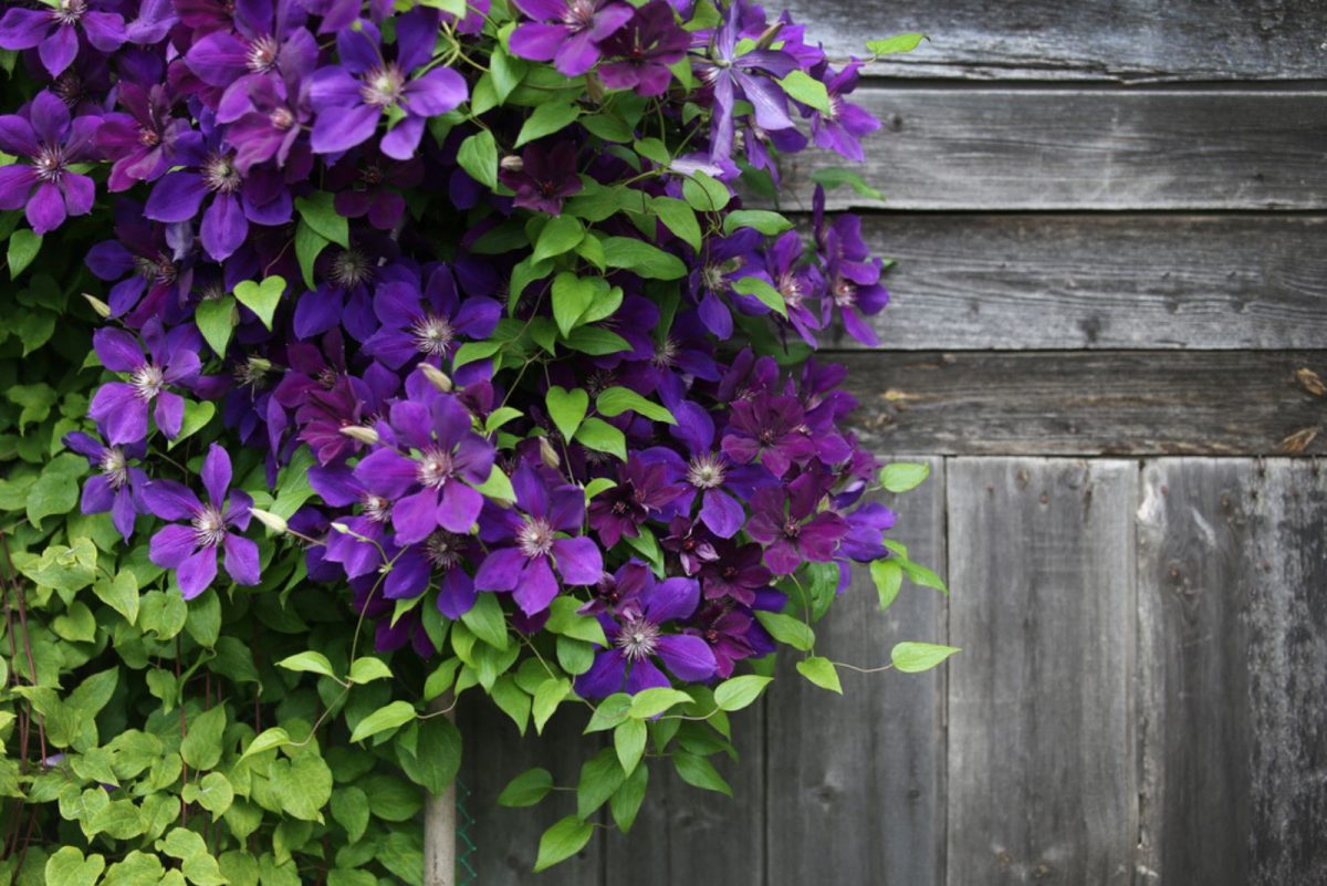 58 Colorful Plants And Flowers For A Stunning Garden Display