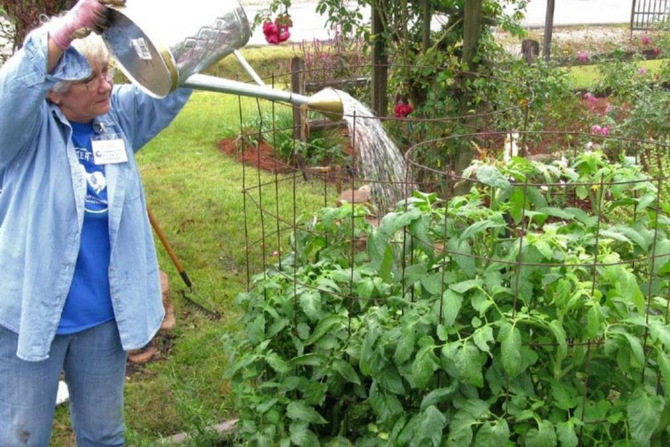 5 Reasons To Top Your Tomato Plants + When And How To Do It