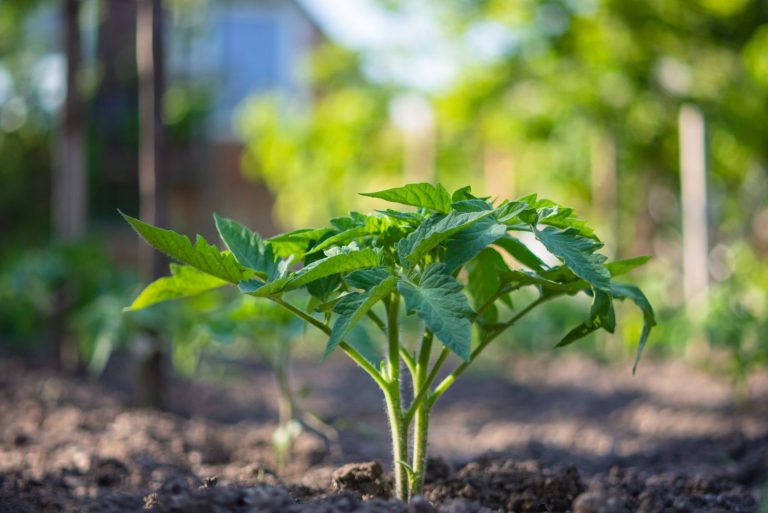 5 Reasons To Top Your Tomato Plants + When And How To Do It