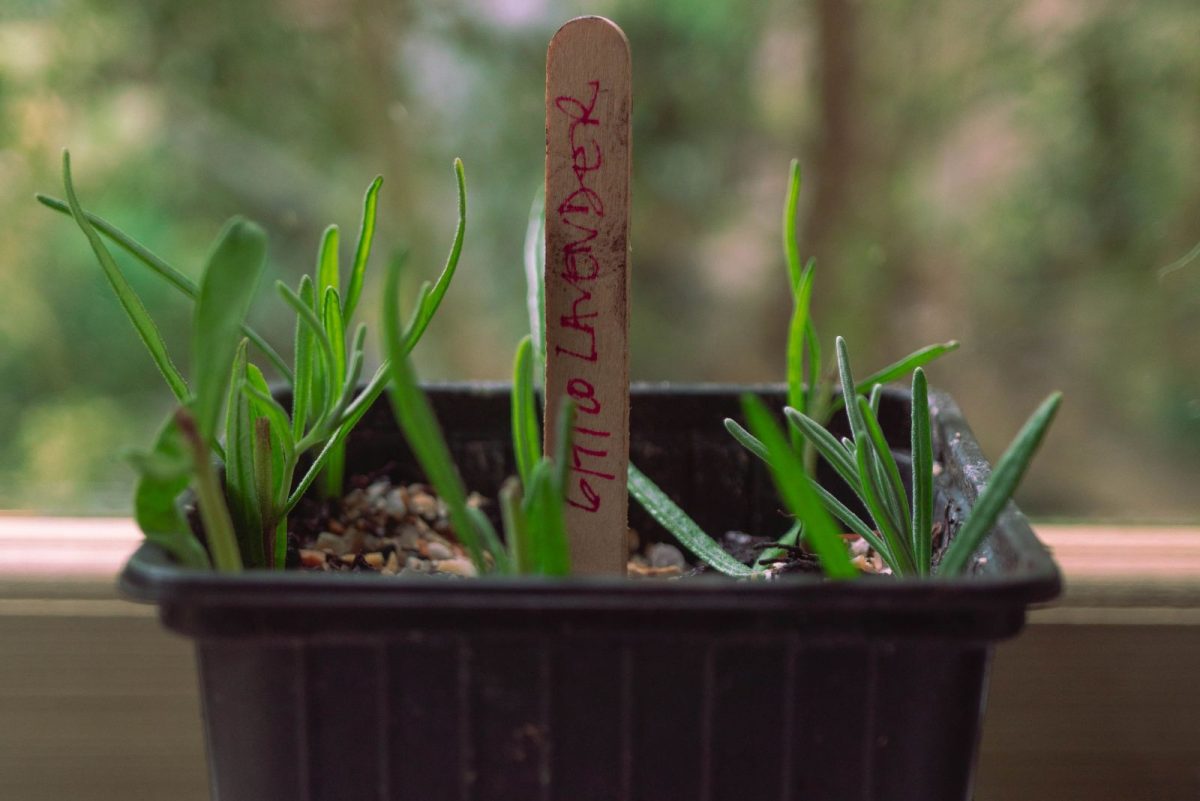 How To Propagate Lavender From Cuttings In 6 Easy Steps
