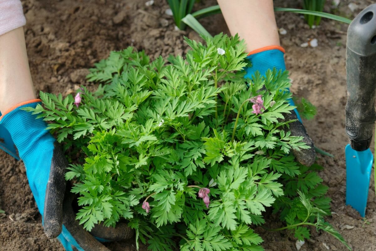 Unlocking The 7 Secrets Of Bleeding Heart Plant Care