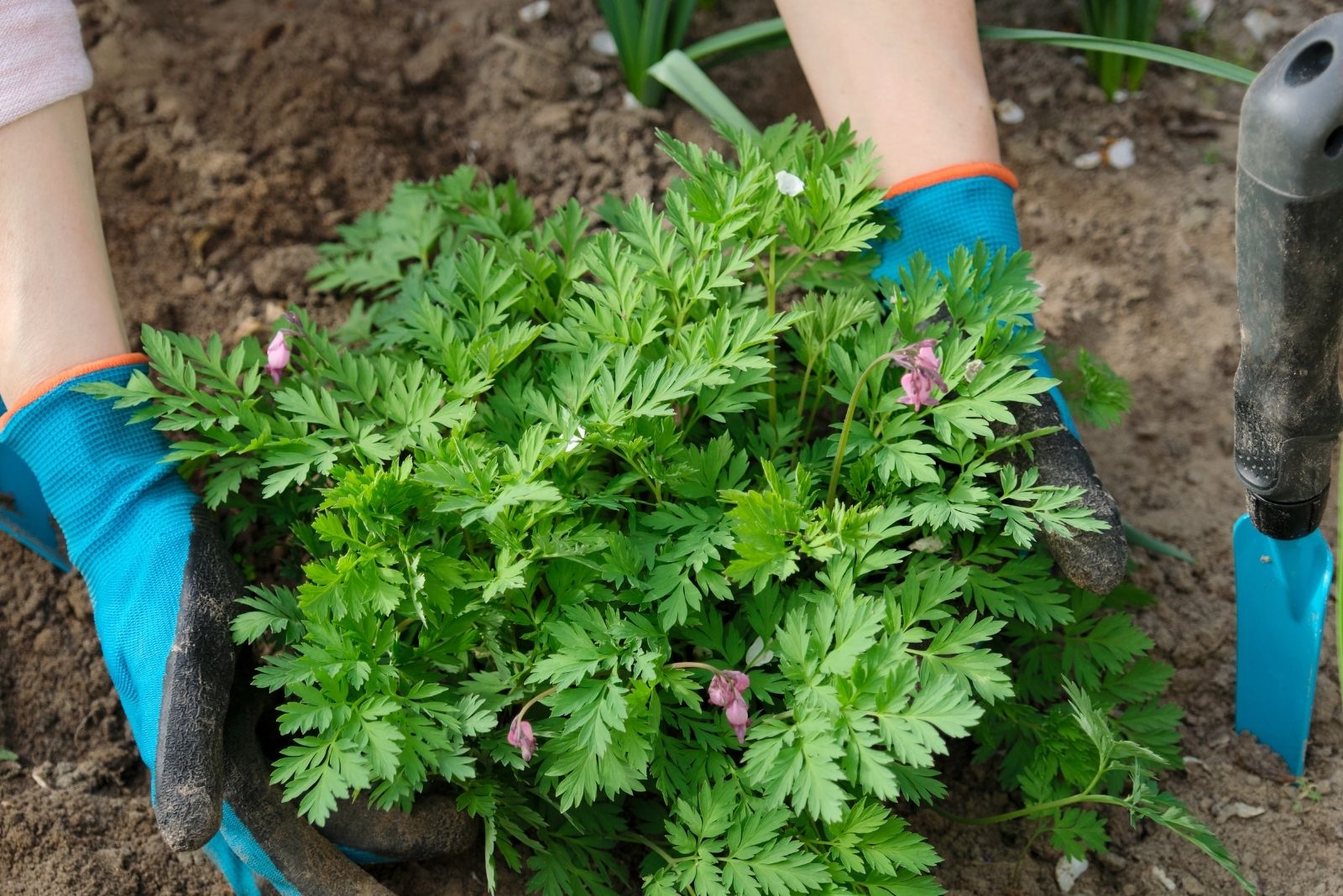 Unlocking The 7 Secrets Of Bleeding Heart Plant Care