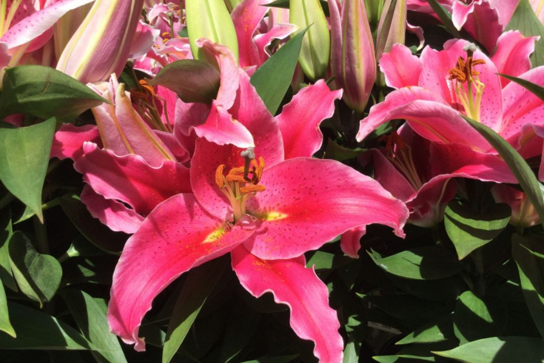 14 Short Perennial Flowers Ideal For Small Gardens