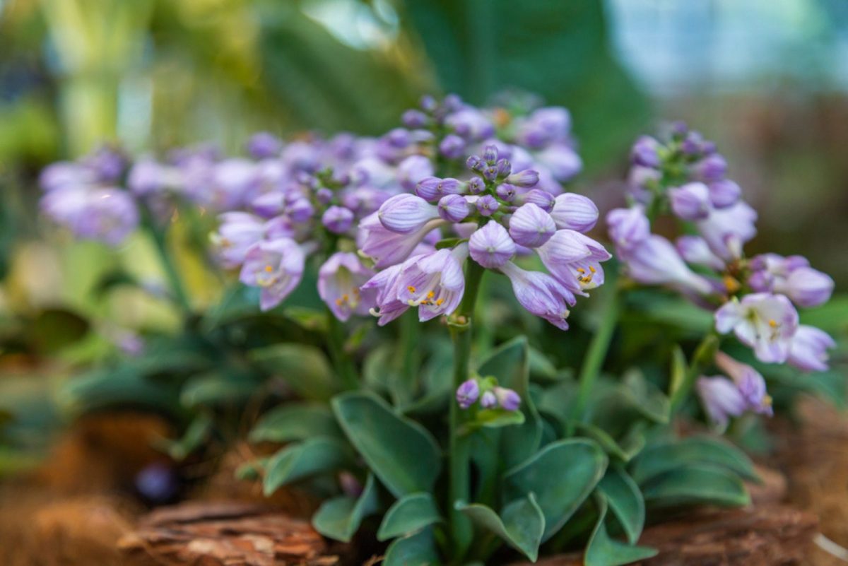 14 Short Perennial Flowers Ideal For Small Gardens