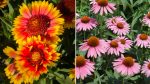 10 Short Perennial Flowers Ideal For Small Gardens