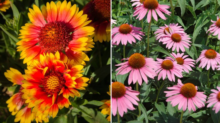 10 Short Perennial Flowers Ideal For Small Gardens