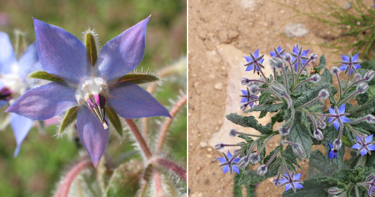 14 Reasons Why Everyone Should Grow Borage