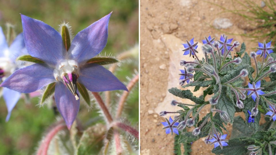 14 Reasons Why Everyone Should Grow Borage