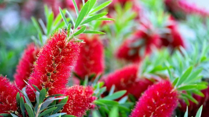 6 Spectacular Red Flowering Shrubs For Your Garden