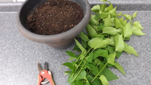 A Complete Guide To Propagating Lilacs