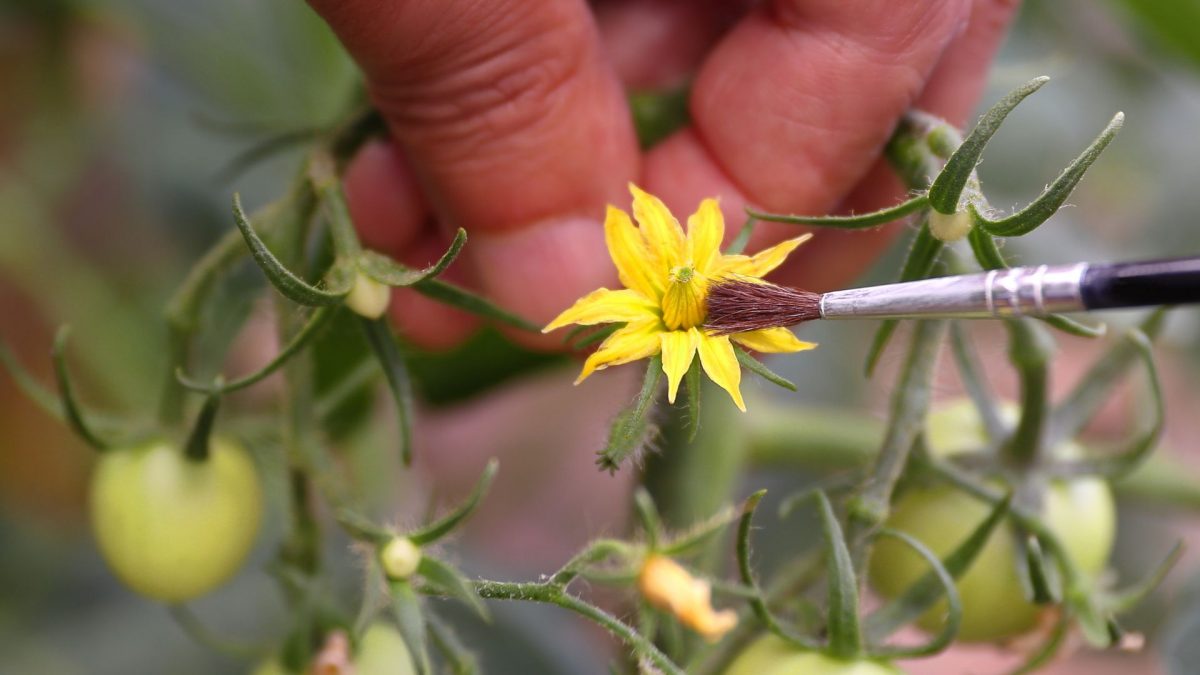 A Step-By-Step Guide On How To Pollinate Tomatoes By Hand