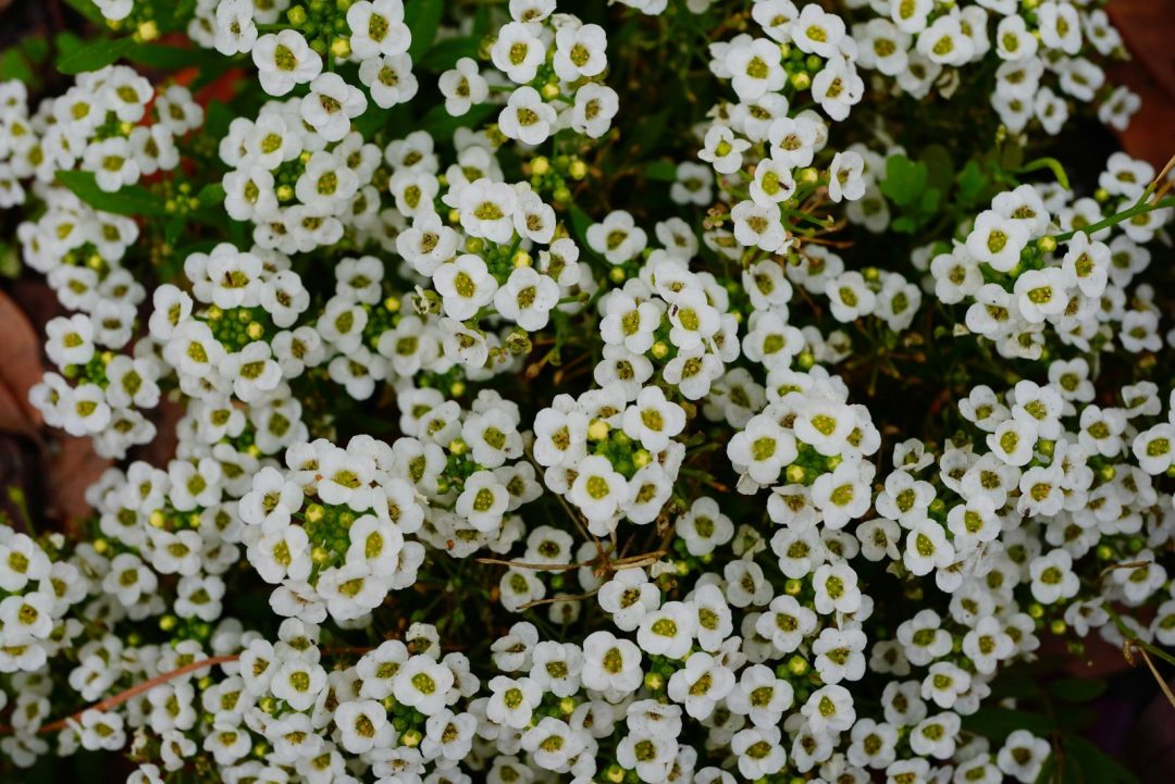 Don’t Stay Off The Lawn, Grow These 20 Walkable Ground Cover Plants Instead