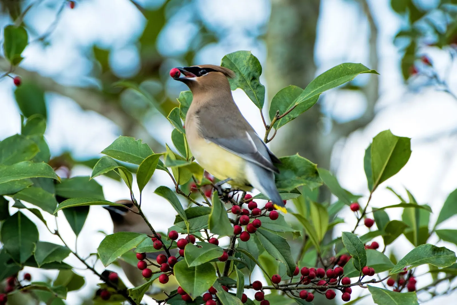 Grow These 9 Trees To Attract Songbirds Into Your Backyard