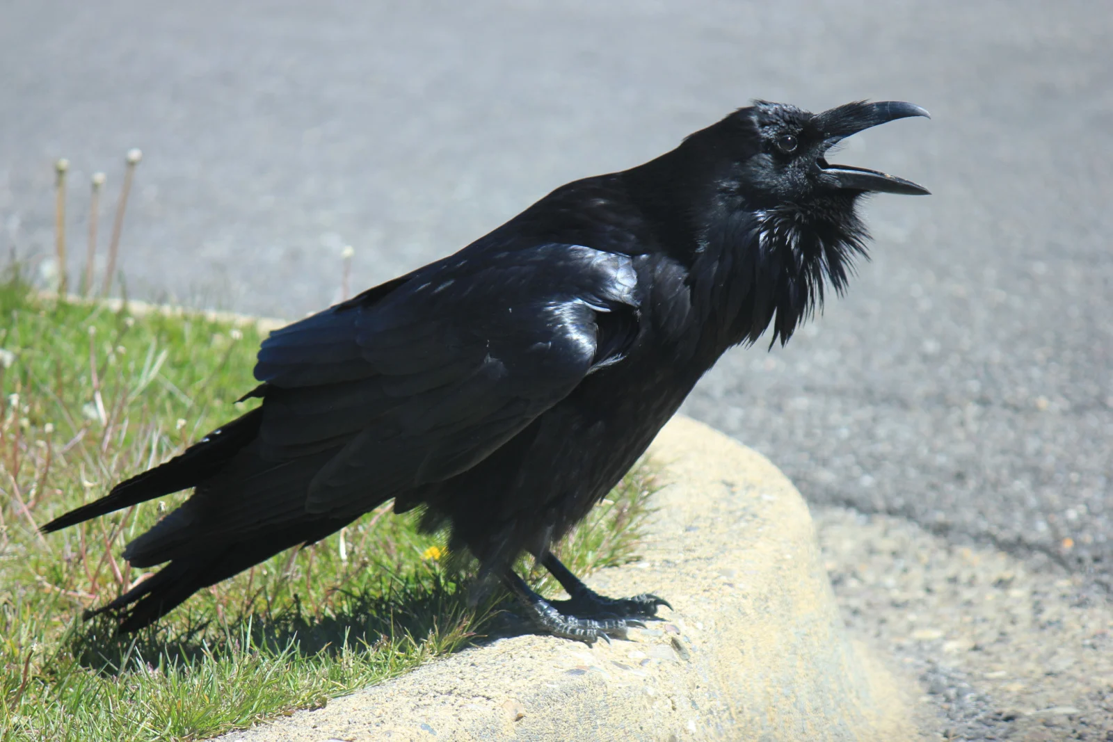 How To Attract Crows To Make Your Garden Pest Free