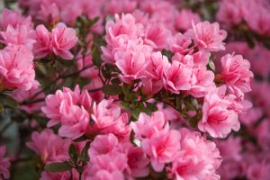 What’s The Best Way To Fertilize Azaleas For Colorful Blossoms