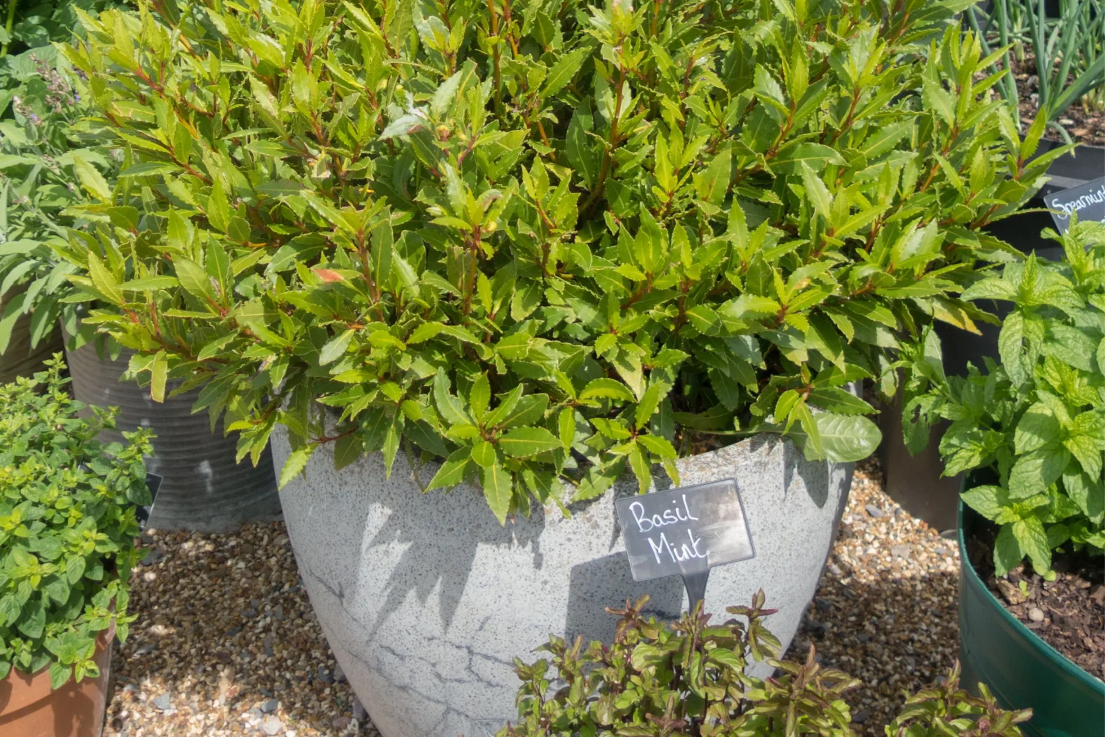 How To Grow A Bay Tree & 5 Best Bay Leaf Uses