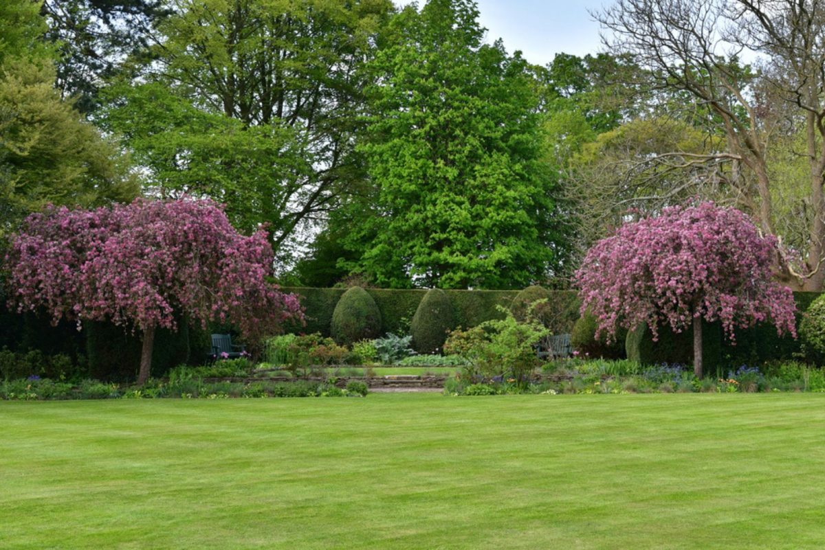 Here’s Why You Should Have More Trees In Your Yard