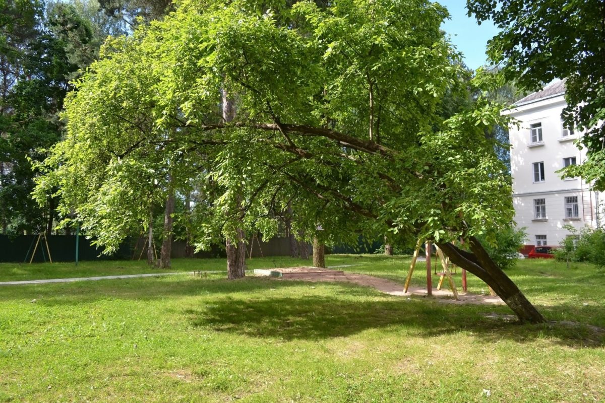 Discover How To Straighten A Leaning Tree In Your Yard