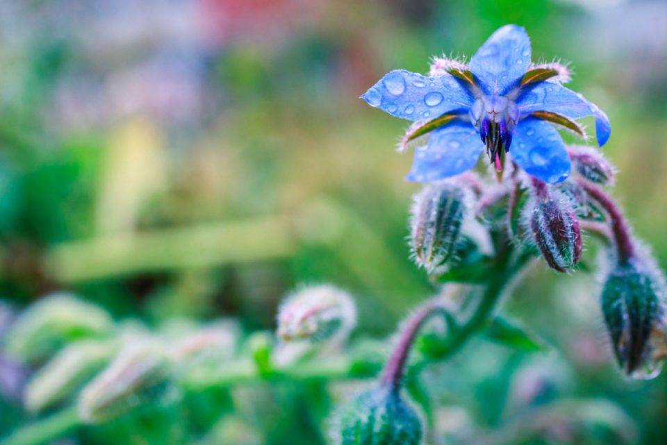 14 Reasons Why Everyone Should Grow Borage