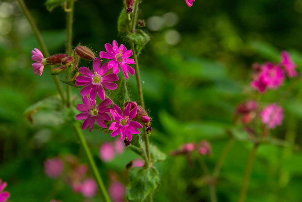 25 Gorgeous Pink Perennial Flowers For Every Season