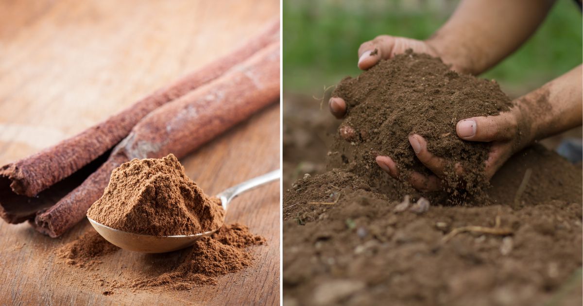 Can You Use Cinnamon As A Rooting Hormone In Your Garden