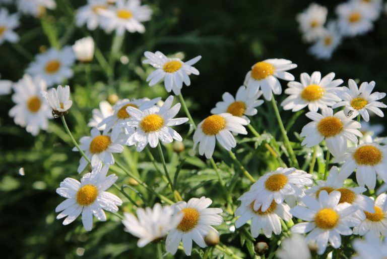 Don’t Stay Off The Lawn, Grow These 20 Walkable Ground Cover Plants Instead