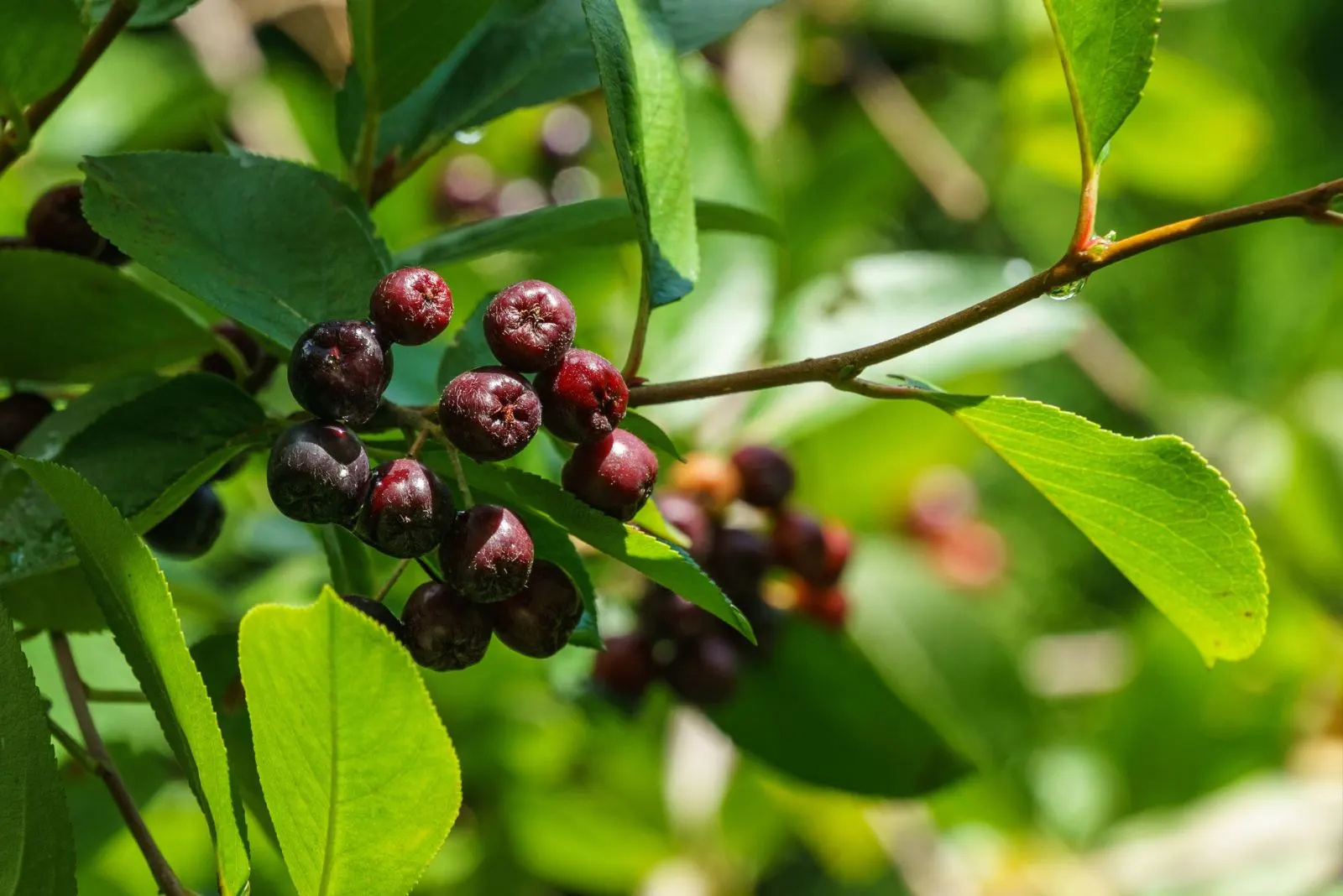 Grow These 9 Trees To Attract Songbirds Into Your Backyard